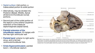 Heart Anatomy- Dr. Sonalika.pdf