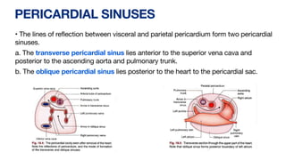 Heart Anatomy- Dr. Sonalika.pdf
