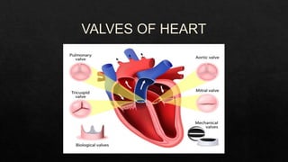 anatomy of the heart/ chambers of heart/heart and its blood supply ...