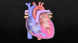 anatomy of the heart/ chambers of heart/heart and its blood supply ...