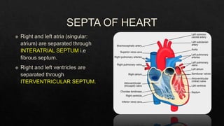 anatomy of the heart/ chambers of heart/heart and its blood supply ...