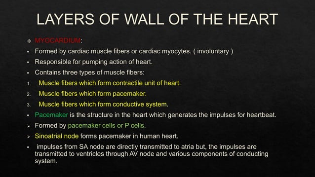 anatomy of the heart/ chambers of heart/heart and its blood supply ...