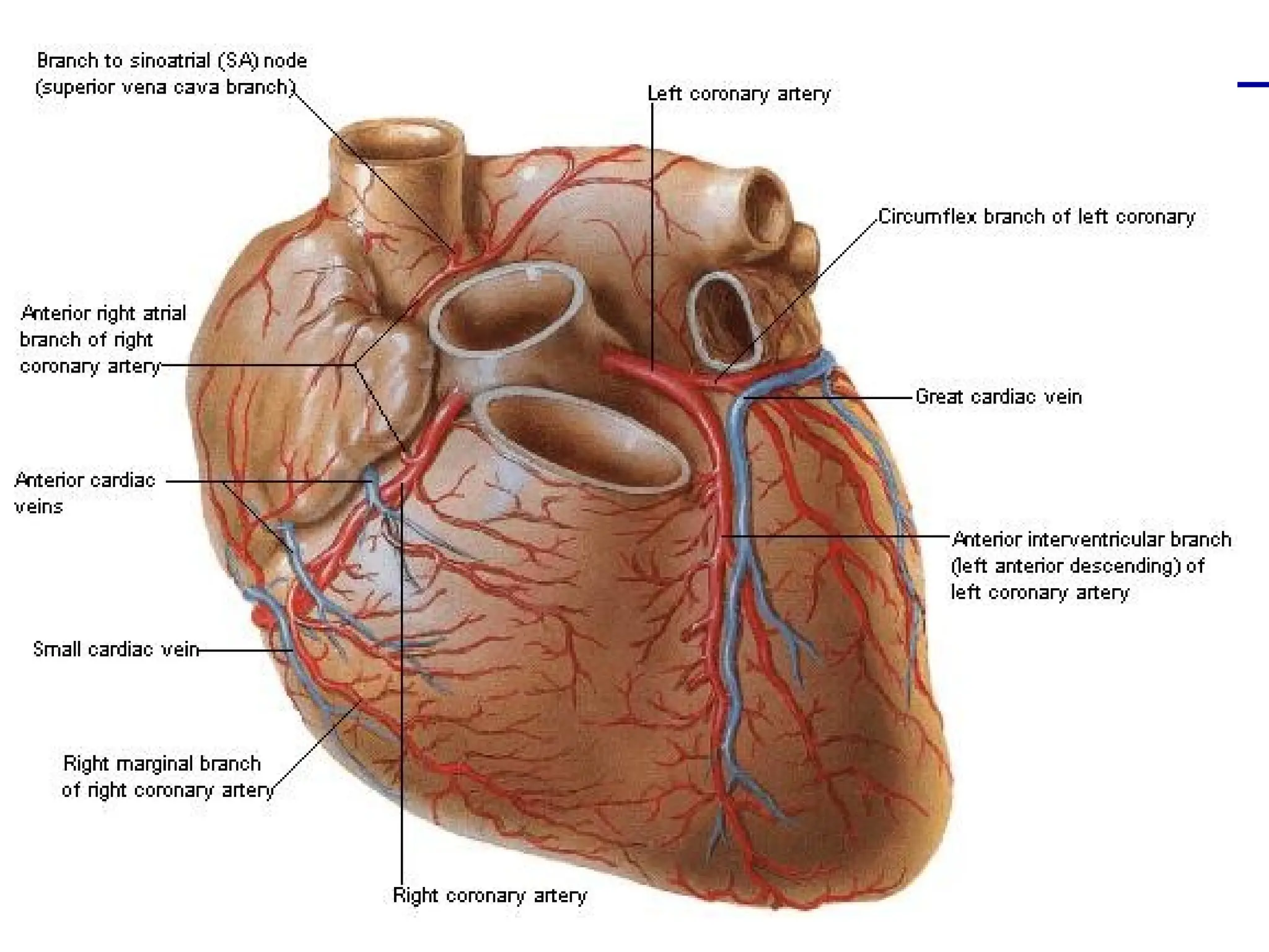 Heart anatomy (1).ppt anatomy of the heart | PPT