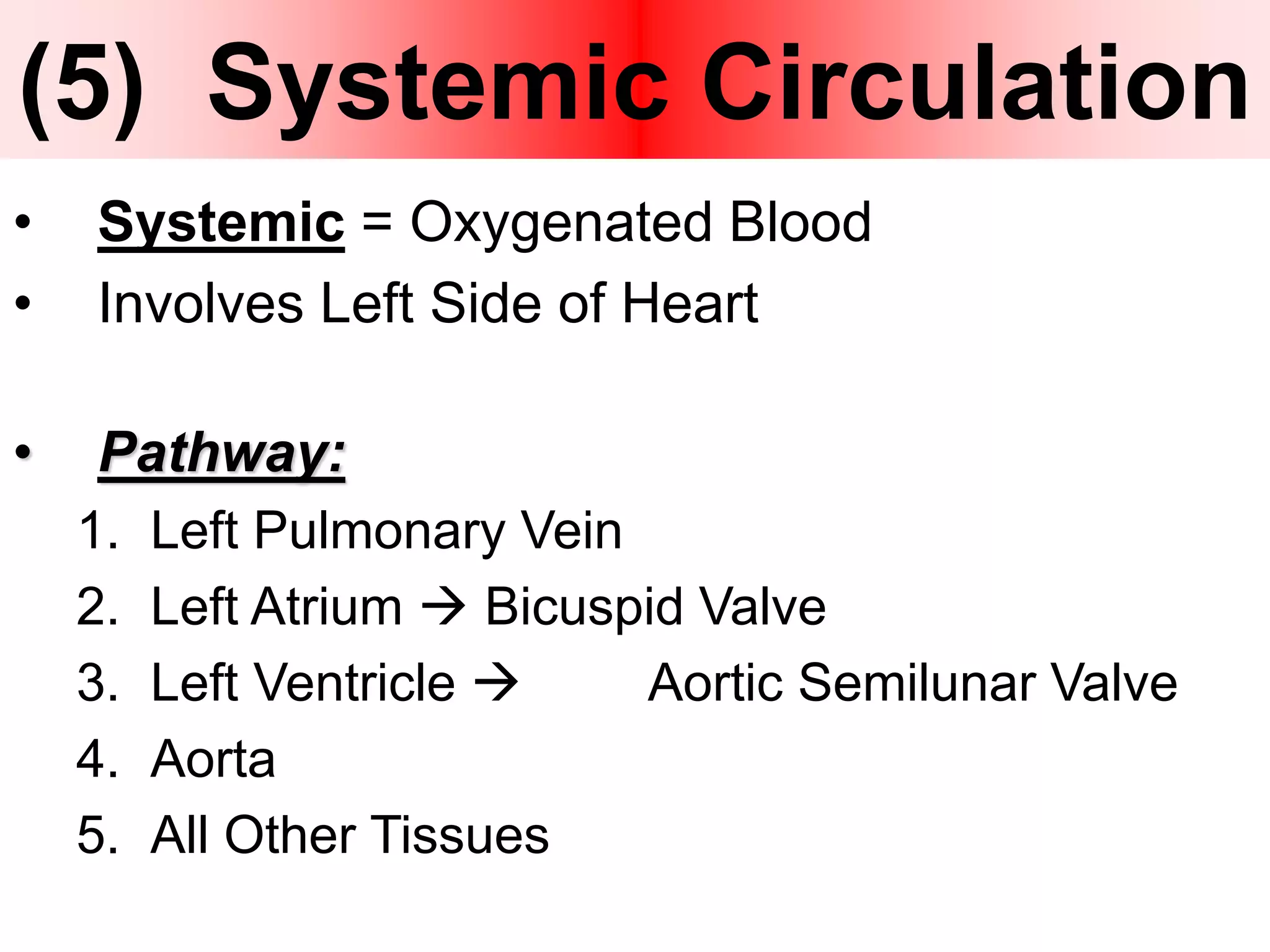heart anatomy and function_Notes.ppt