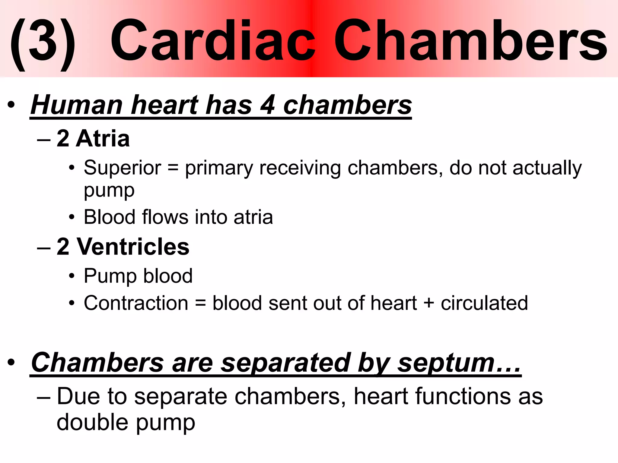 heart anatomy and function_Notes.ppt