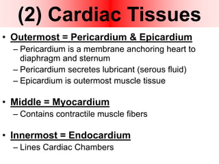 heart anatomy and function_Notes.ppt