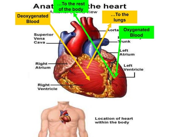 heart anatomy and function_Notes.ppt
