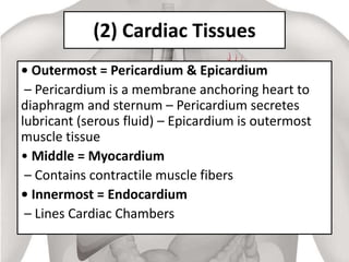 Heart anatomy and functions | PPT