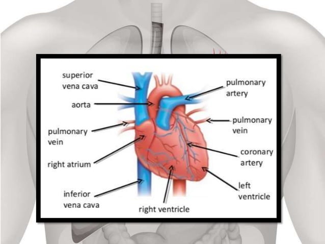 Heart anatomy and functions | PPT