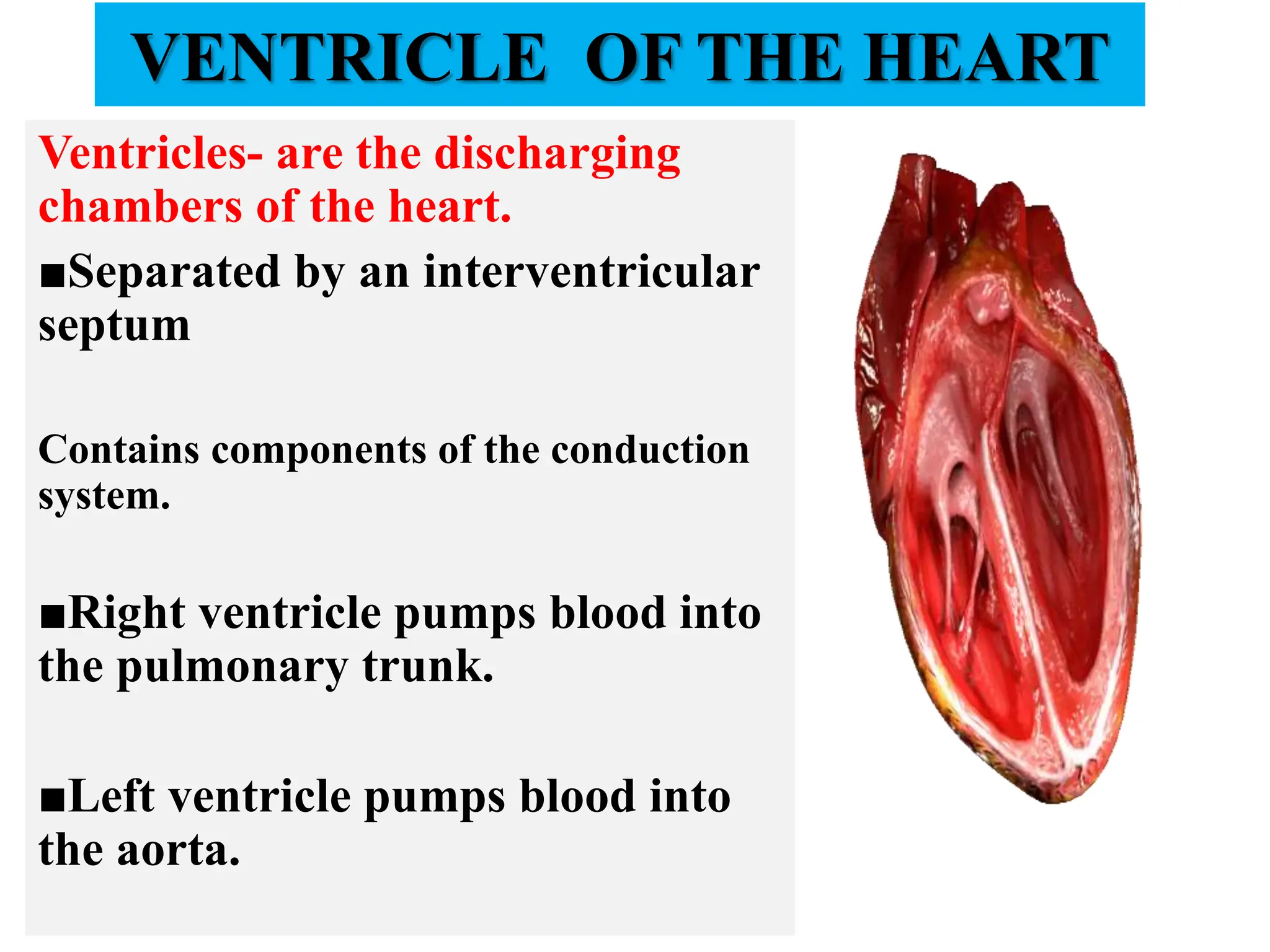 HEART ANATOMY AND PHYSIOLOGY.pptx