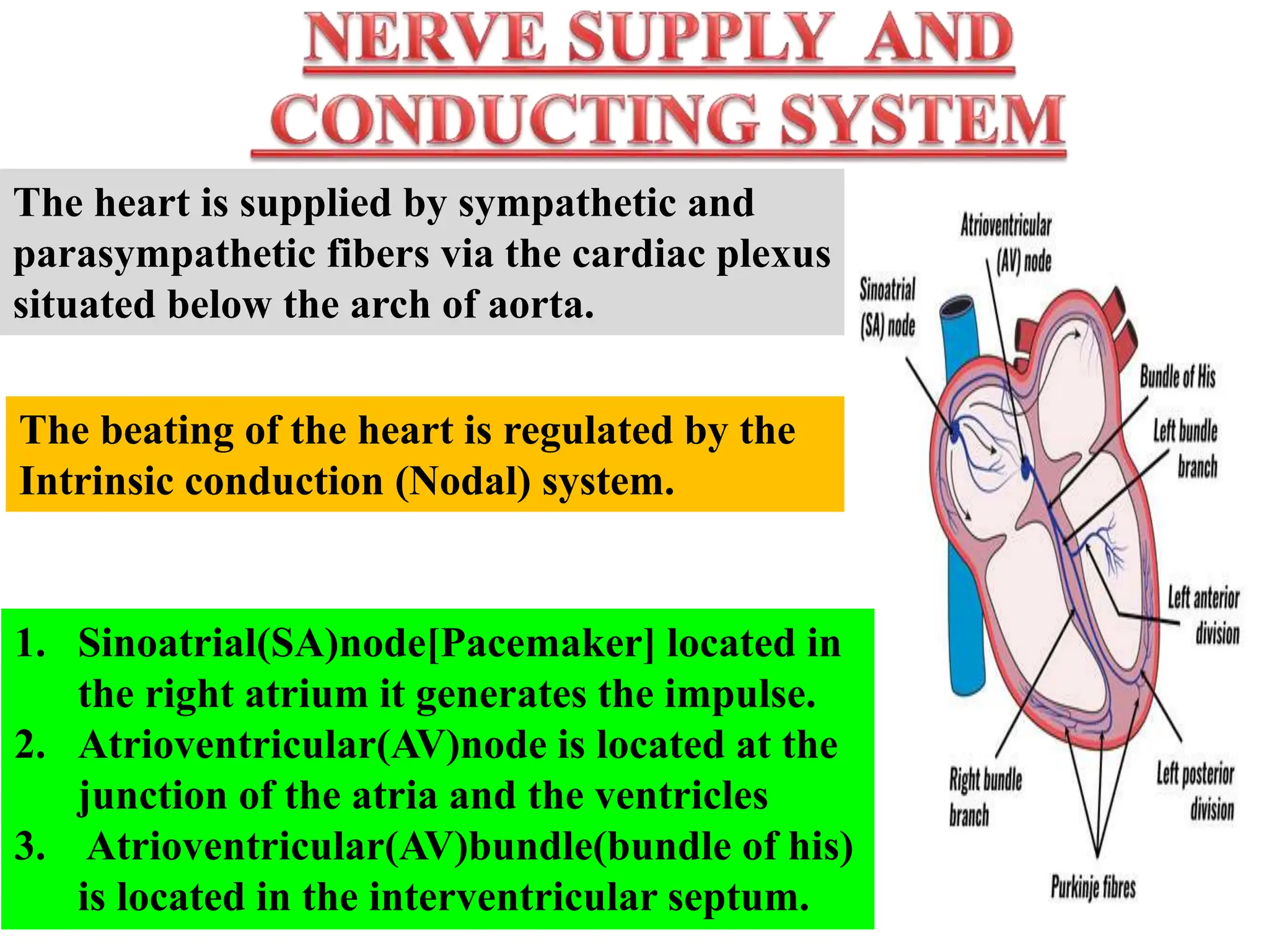 HEART ANATOMY AND PHYSIOLOGY.pptx