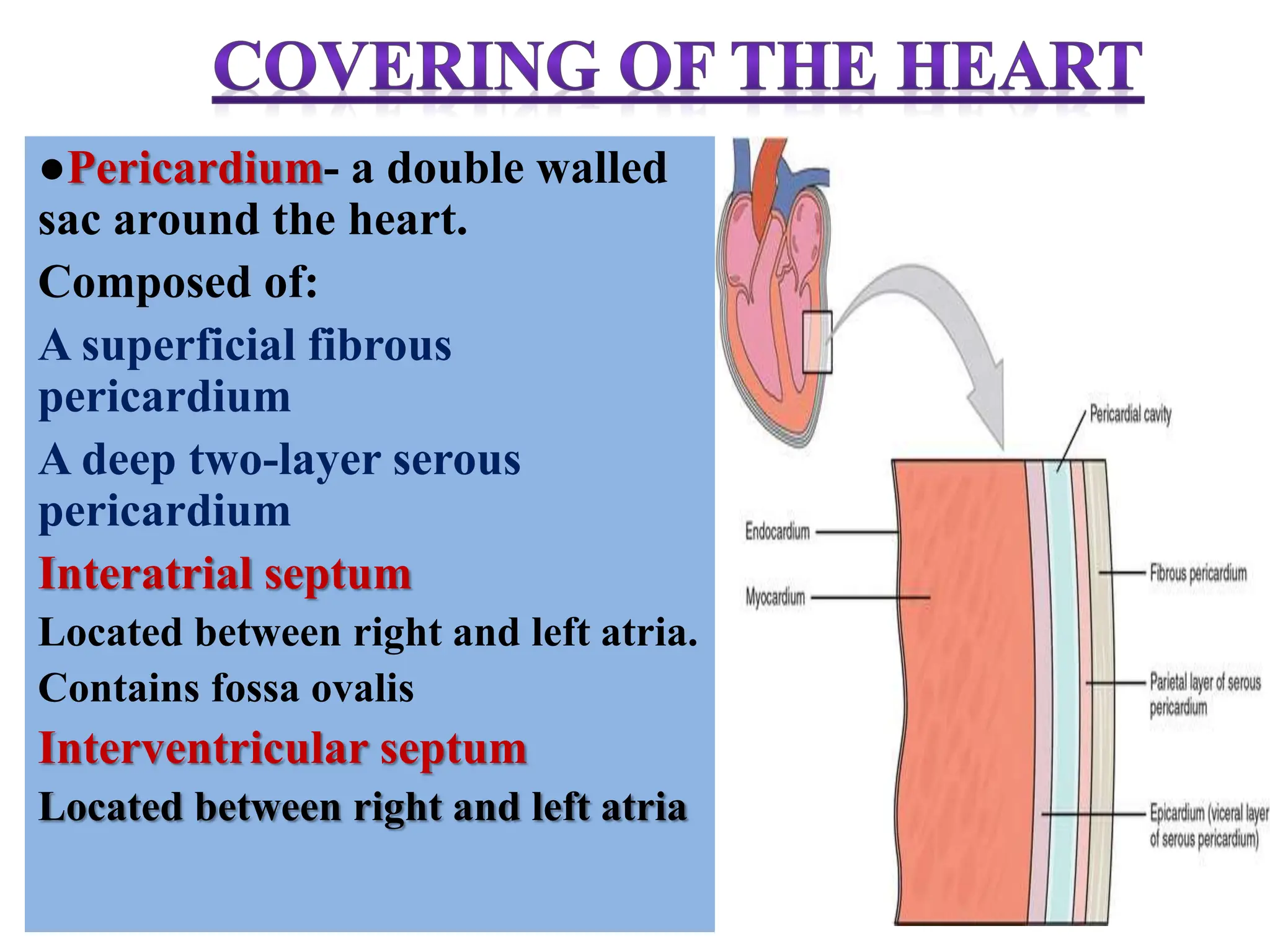 HEART ANATOMY AND PHYSIOLOGY.pptx