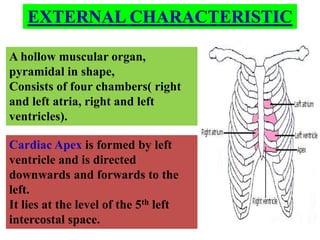 HEART ANATOMY AND PHYSIOLOGY.pptx
