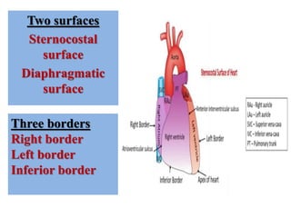 HEART ANATOMY AND PHYSIOLOGY.pptx