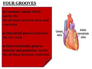 HEART ANATOMY AND PHYSIOLOGY.pptx