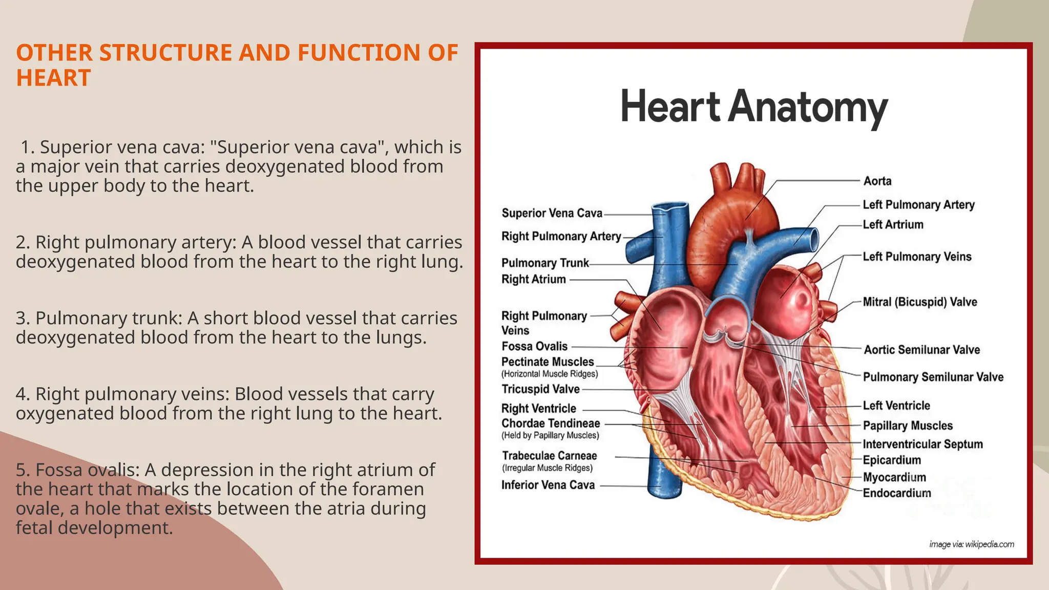 Heart Anatomy and Physiology BY HIMANSHU.pptx