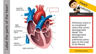 Heart anatomy and its working | PPTX