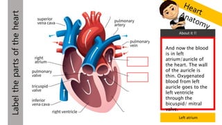 Heart anatomy and its working | PPTX