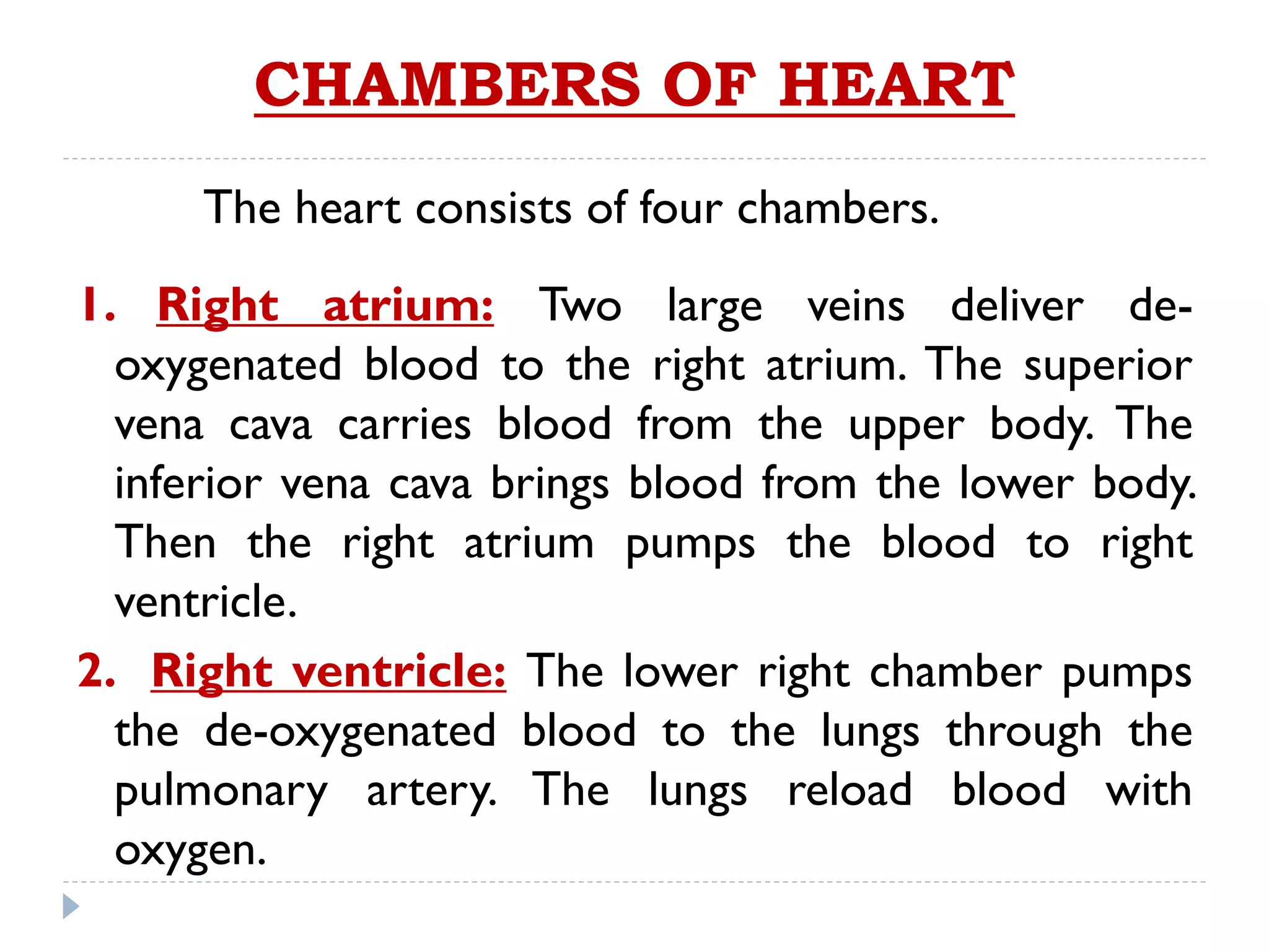 heart anatomy pdf.pdf