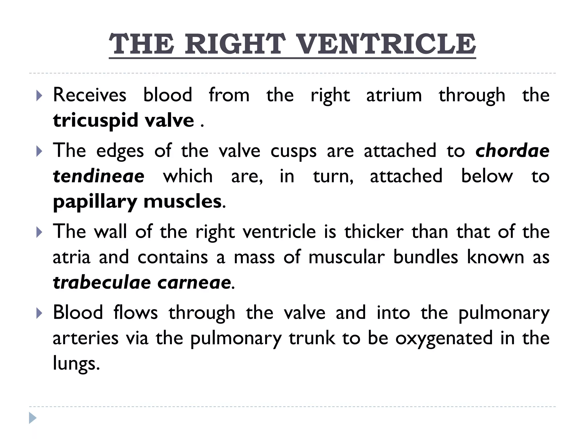 heart anatomy pdf.pdf