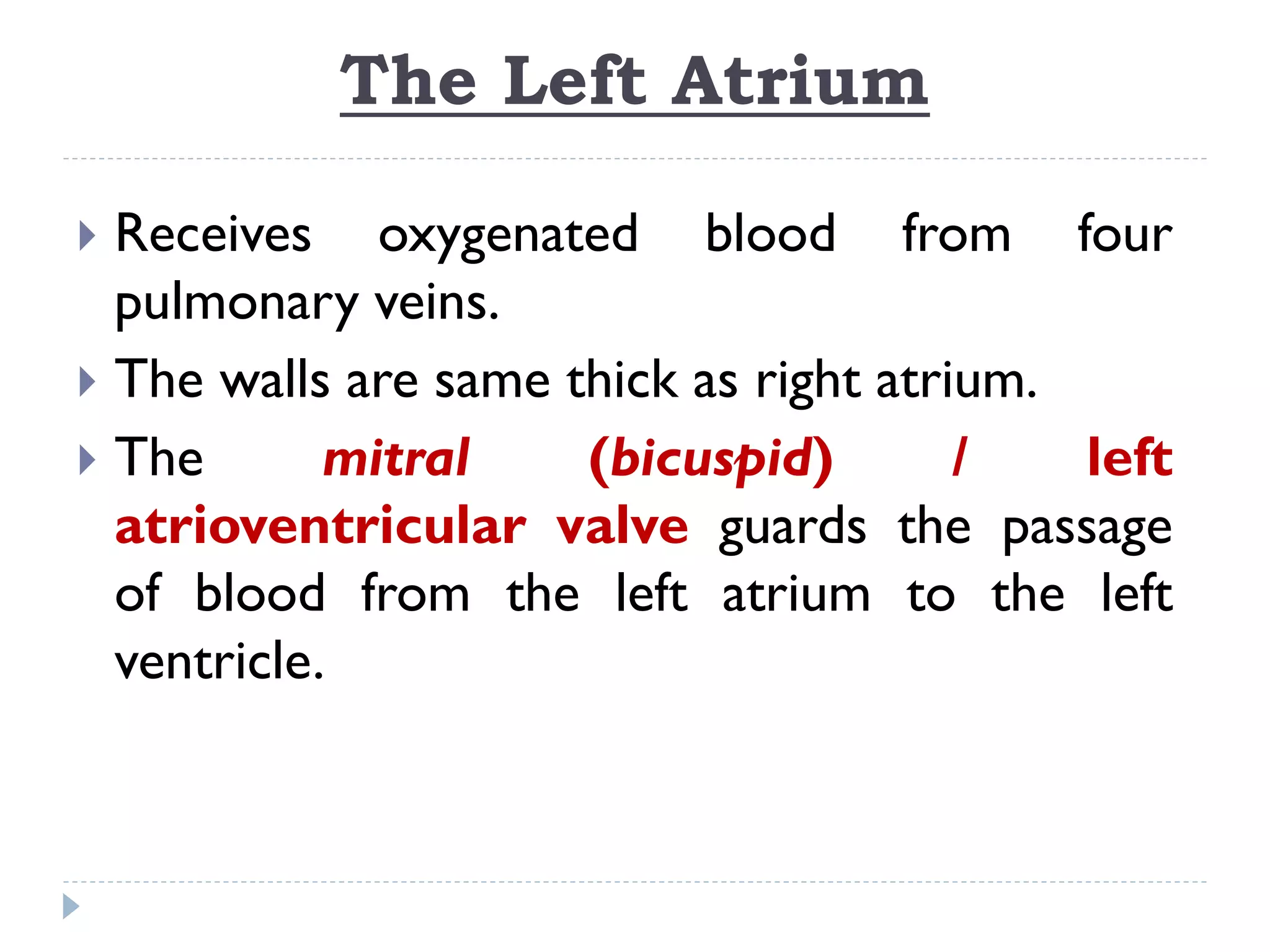 heart anatomy pdf.pdf