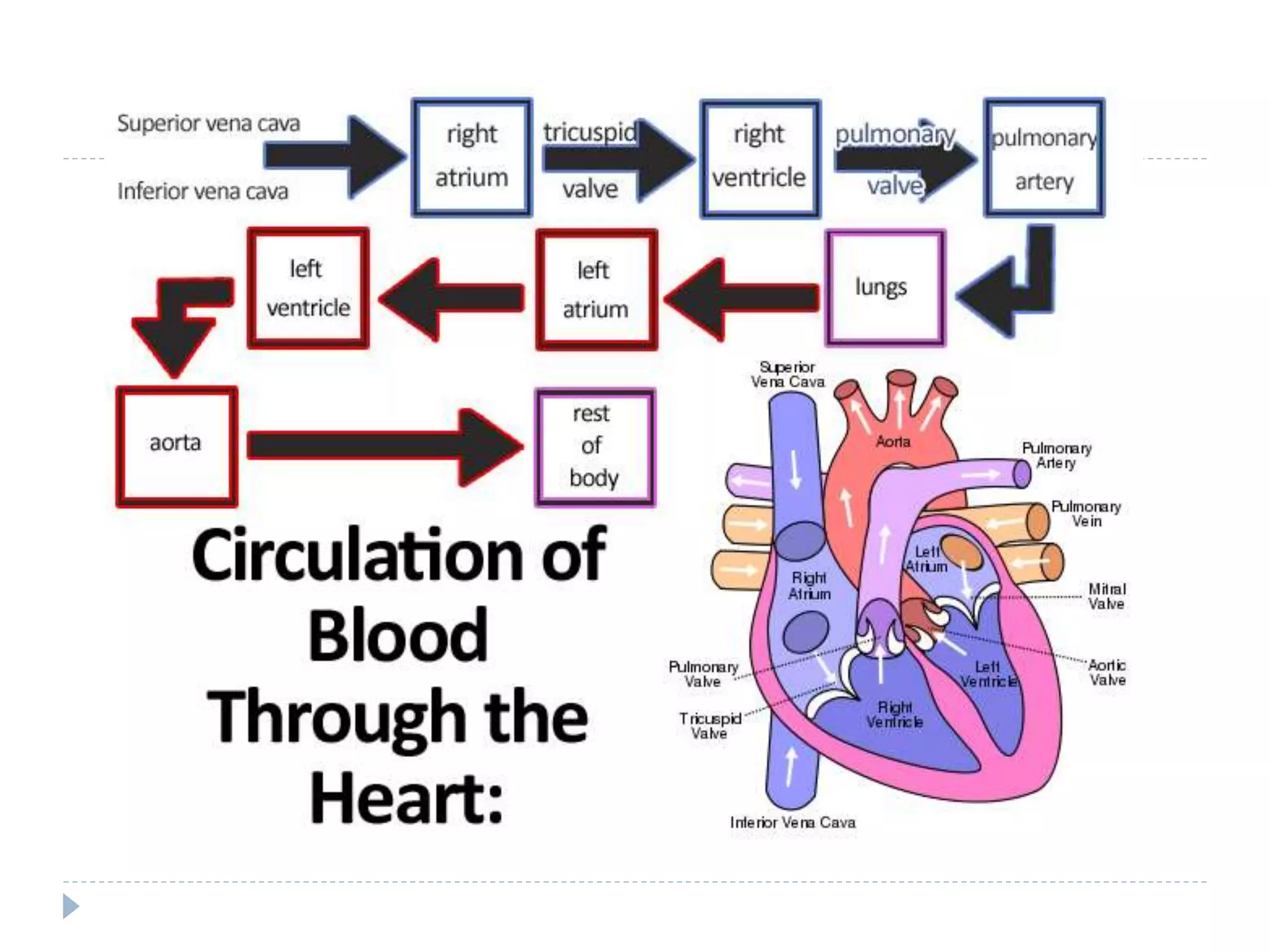 heart anatomy pdf.pdf