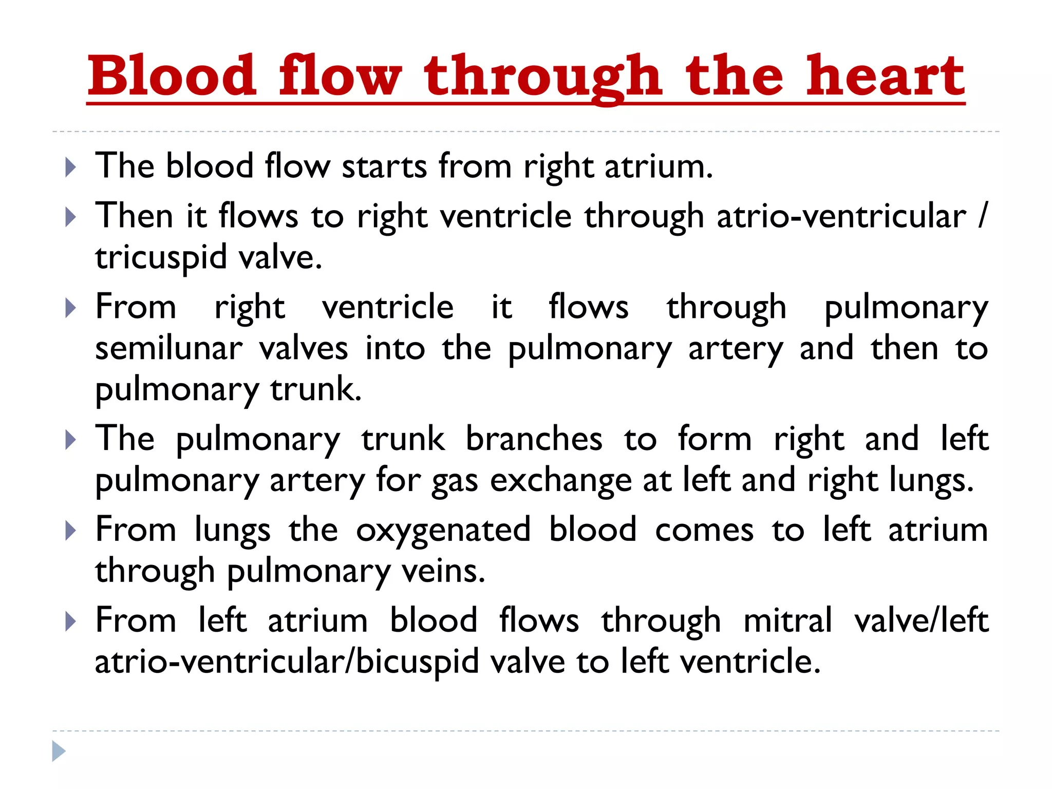 heart anatomy pdf.pdf
