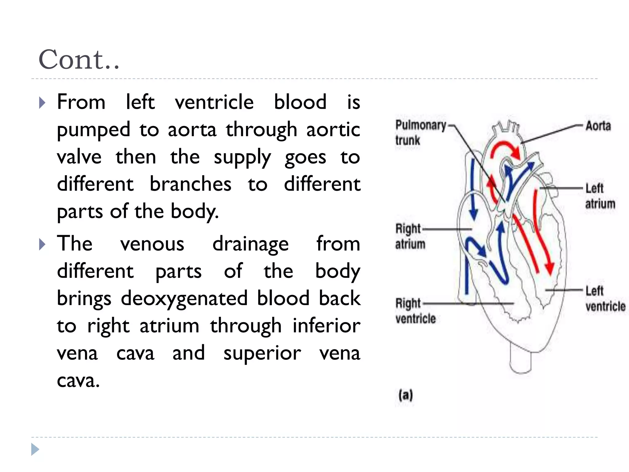 heart anatomy pdf.pdf