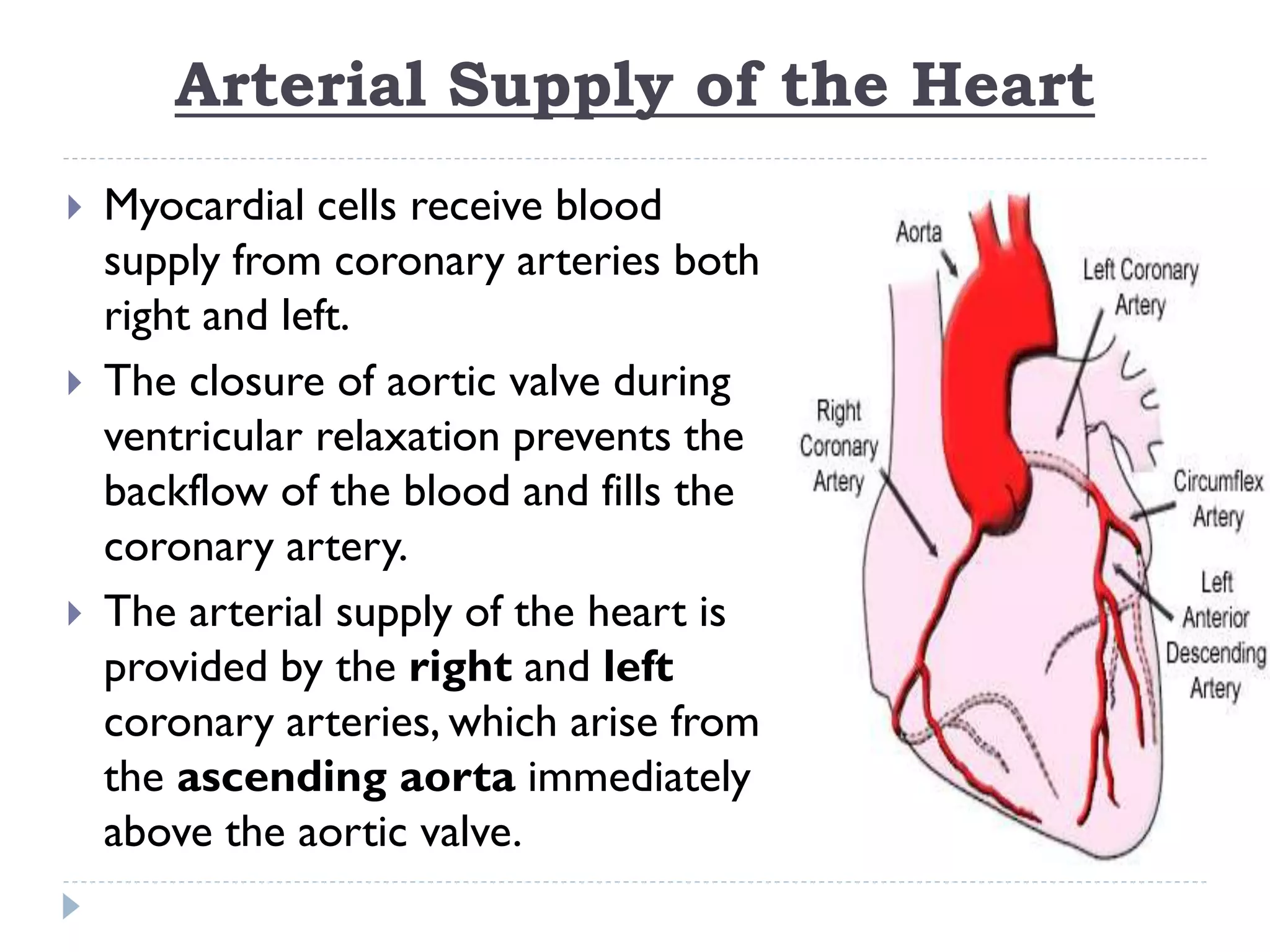 heart anatomy pdf.pdf