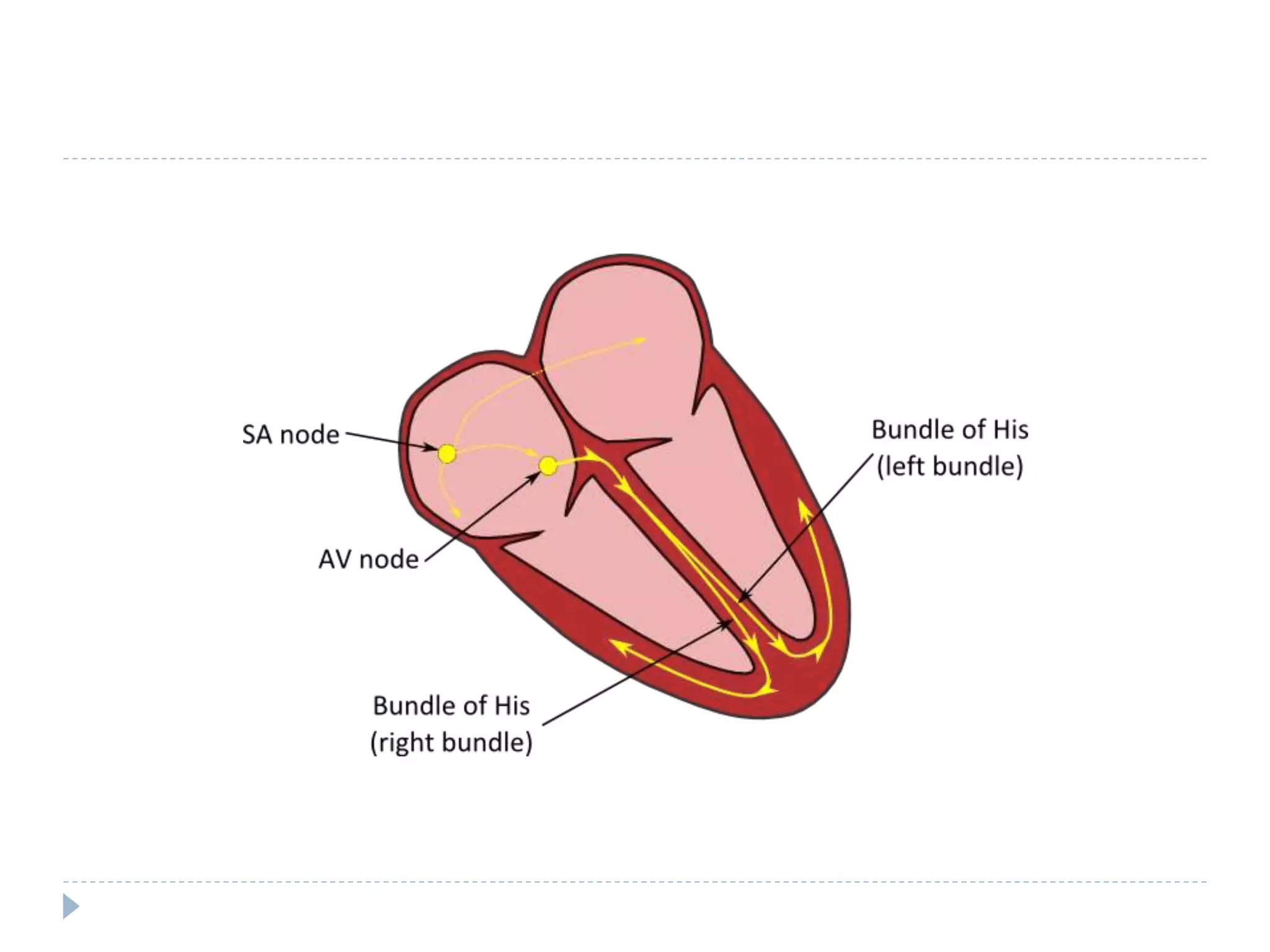 heart anatomy pdf.pdf
