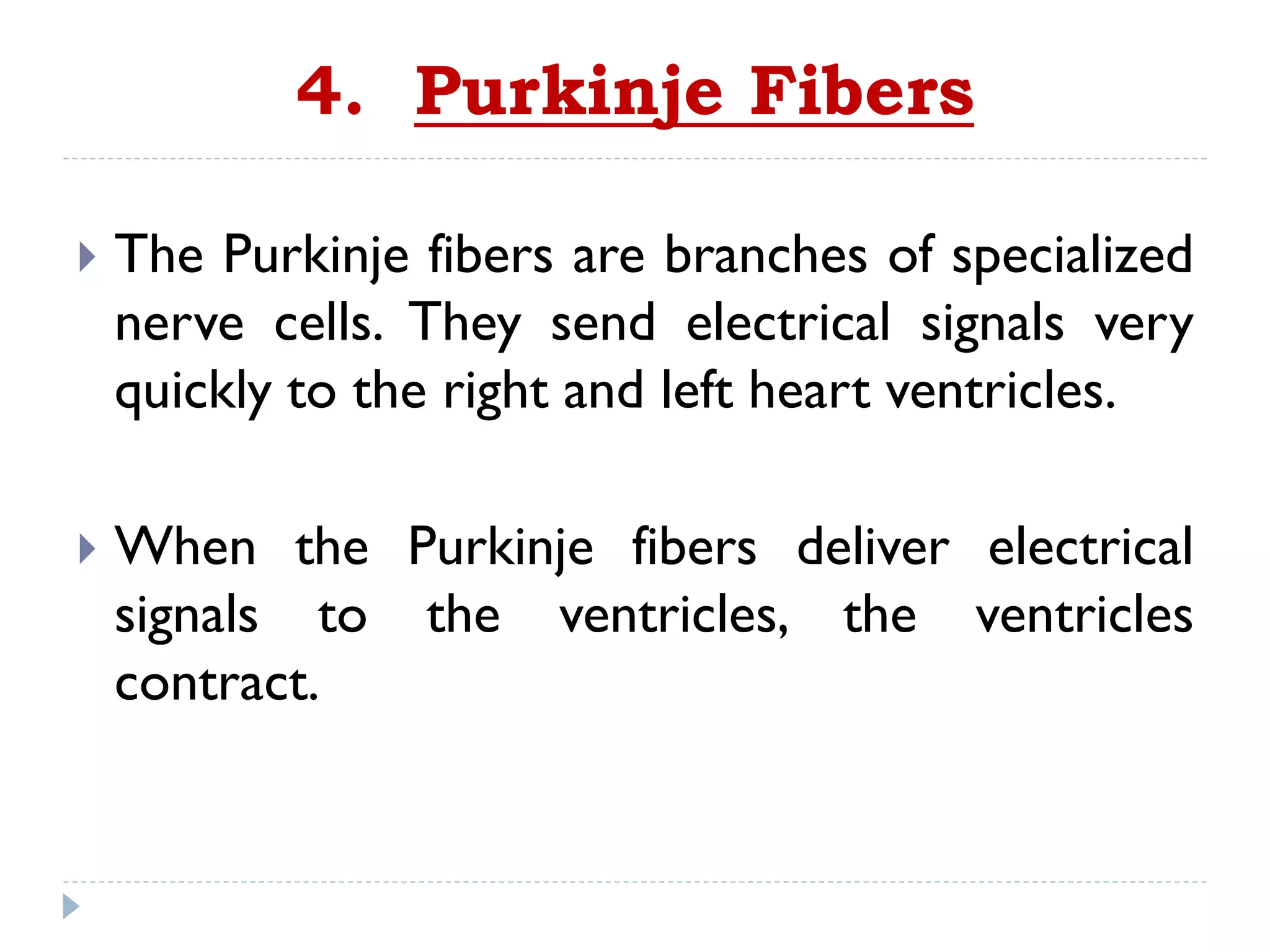 heart anatomy pdf.pdf