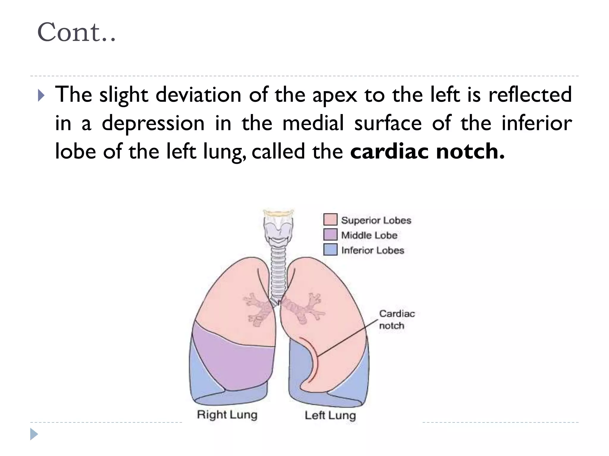 heart anatomy pdf.pdf