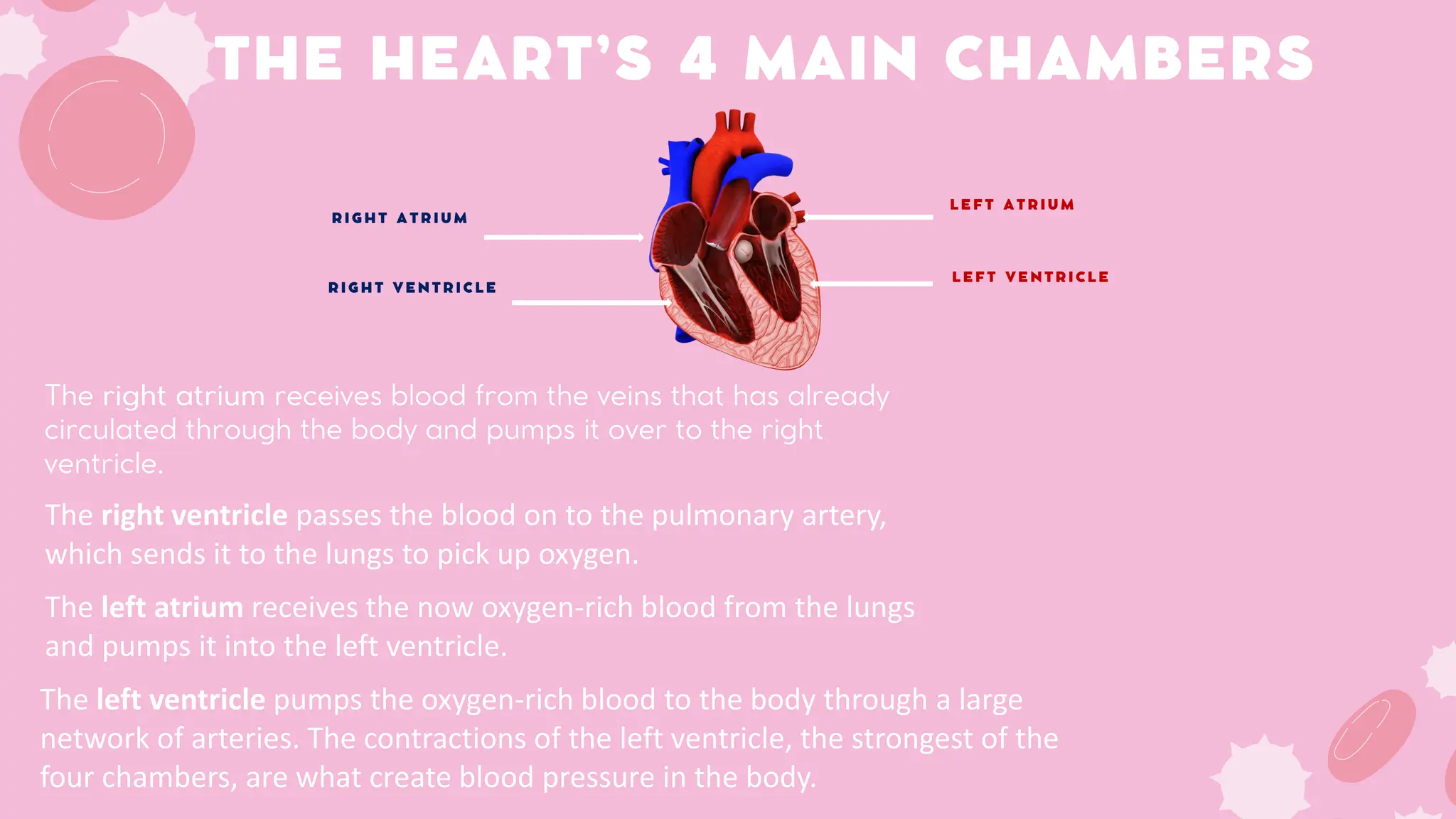 The Human Heart: Chambers and Valves | PPT