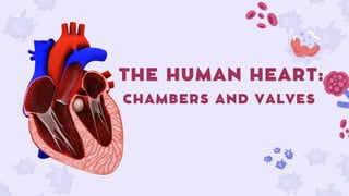 The Human Heart: Chambers and Valves | PPT