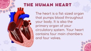 The Human Heart: Chambers and Valves | PPT