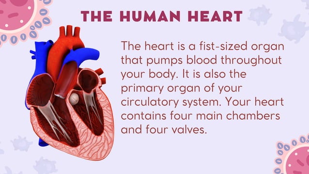 The Human Heart: Chambers and Valves | PPT