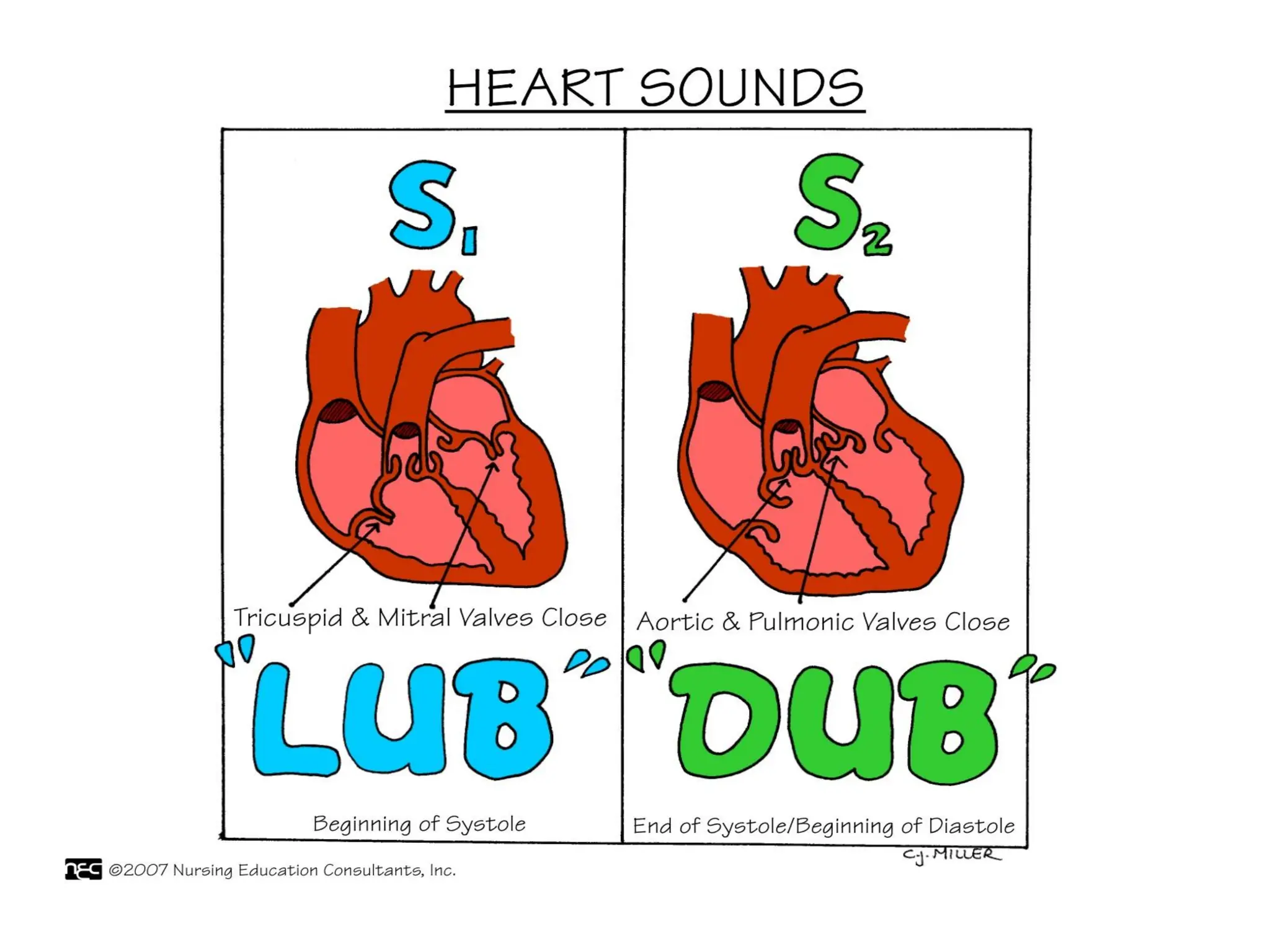 Heart and Chest auscultation and heart sounds | PDF