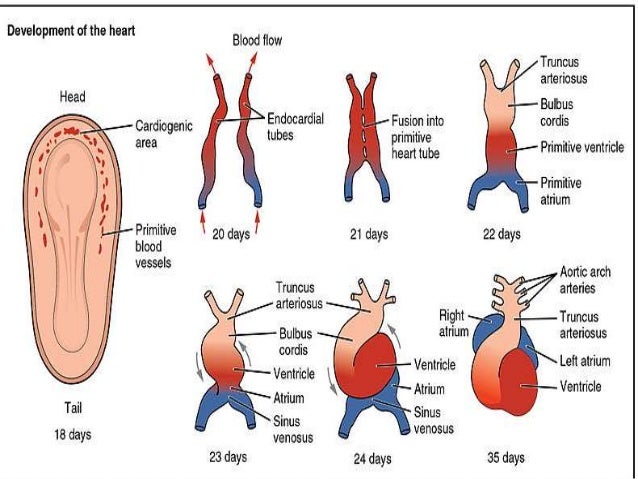 Heart Development