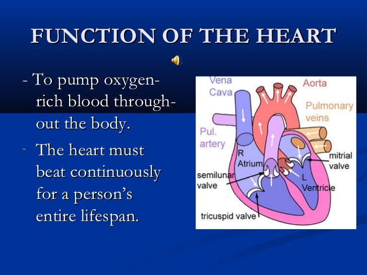 Heart And Lungs heart-and-lungs