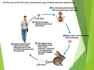 Heart and Lymph system infection and its effects.ppt