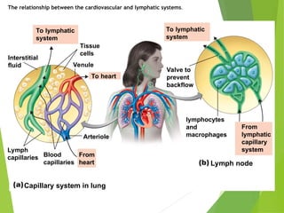 Heart and Lymph system infection and its effects.ppt