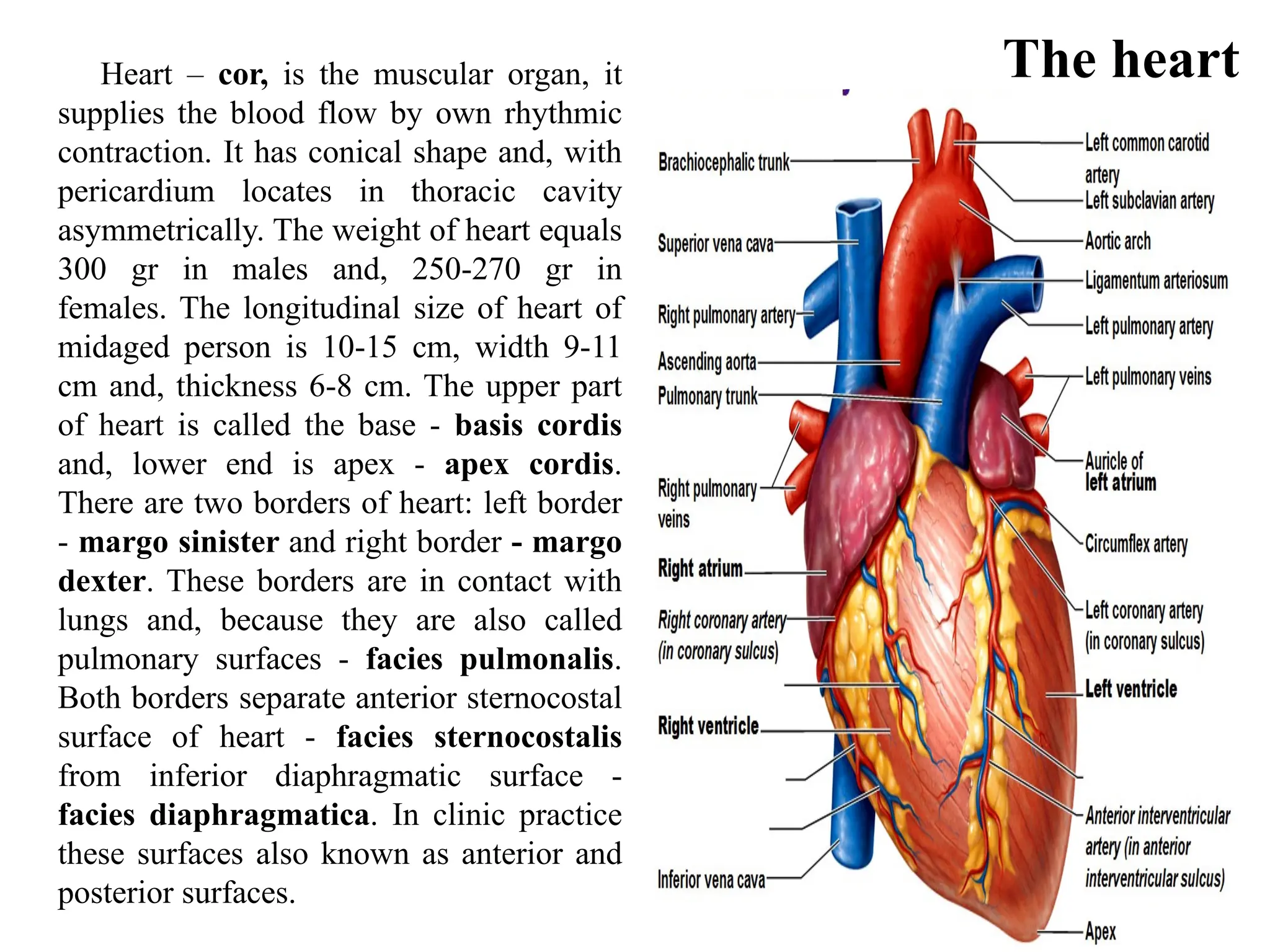 Heart and pericardium. Vascularization and innervation of heart ...
