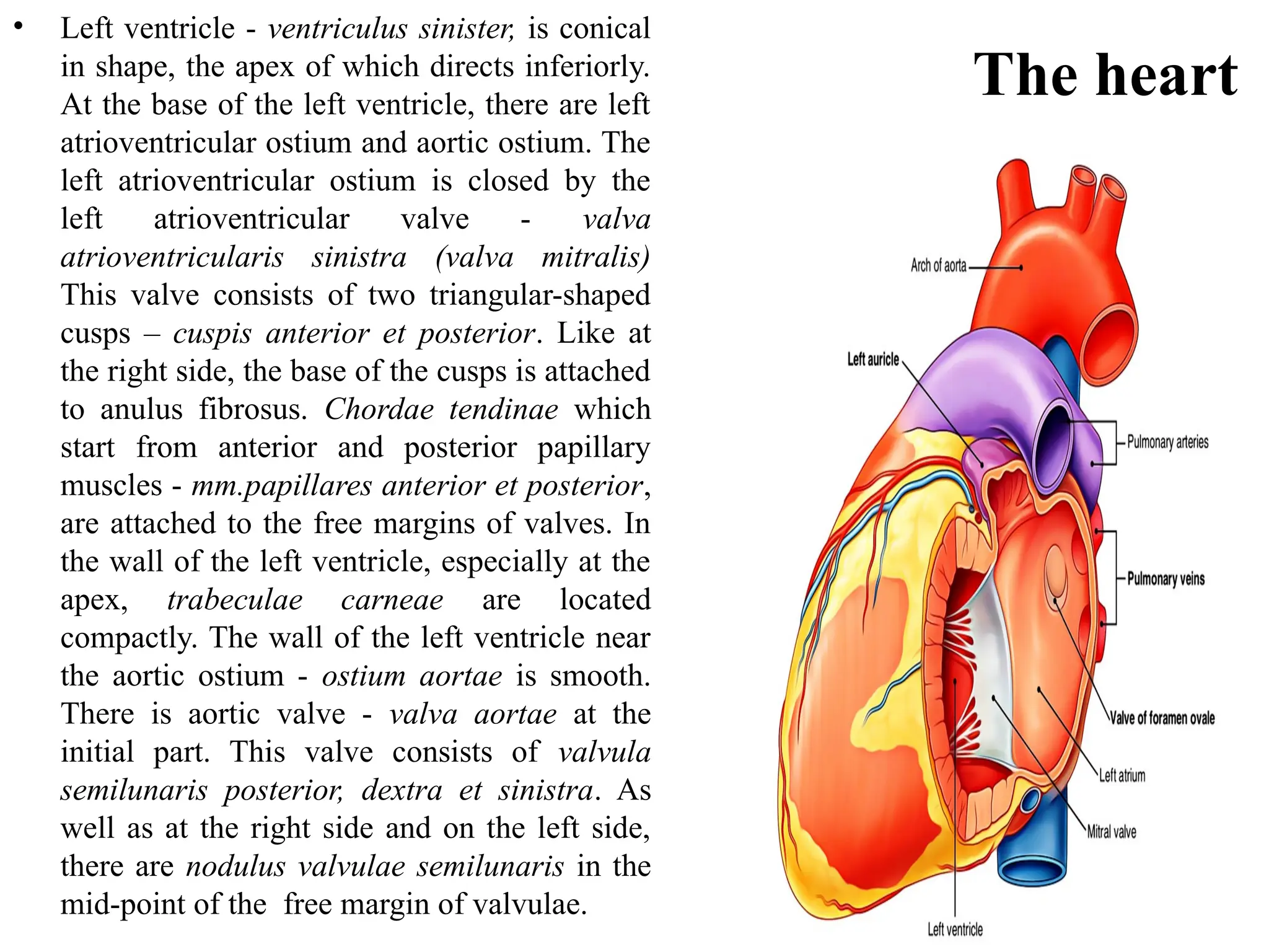 Heart and pericardium. Vascularization and innervation of heart ...