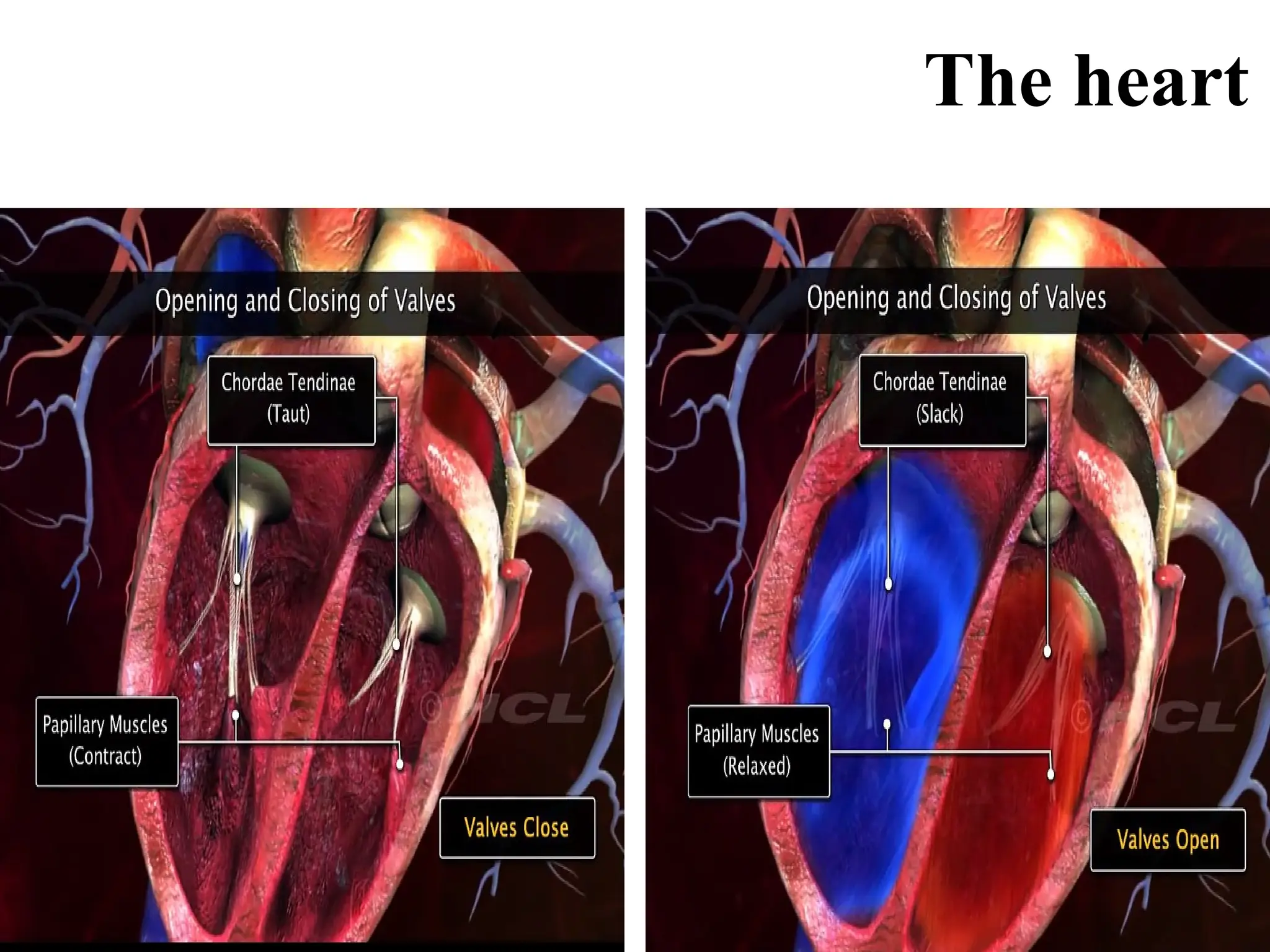 Heart and pericardium. Vascularization and innervation of heart ...