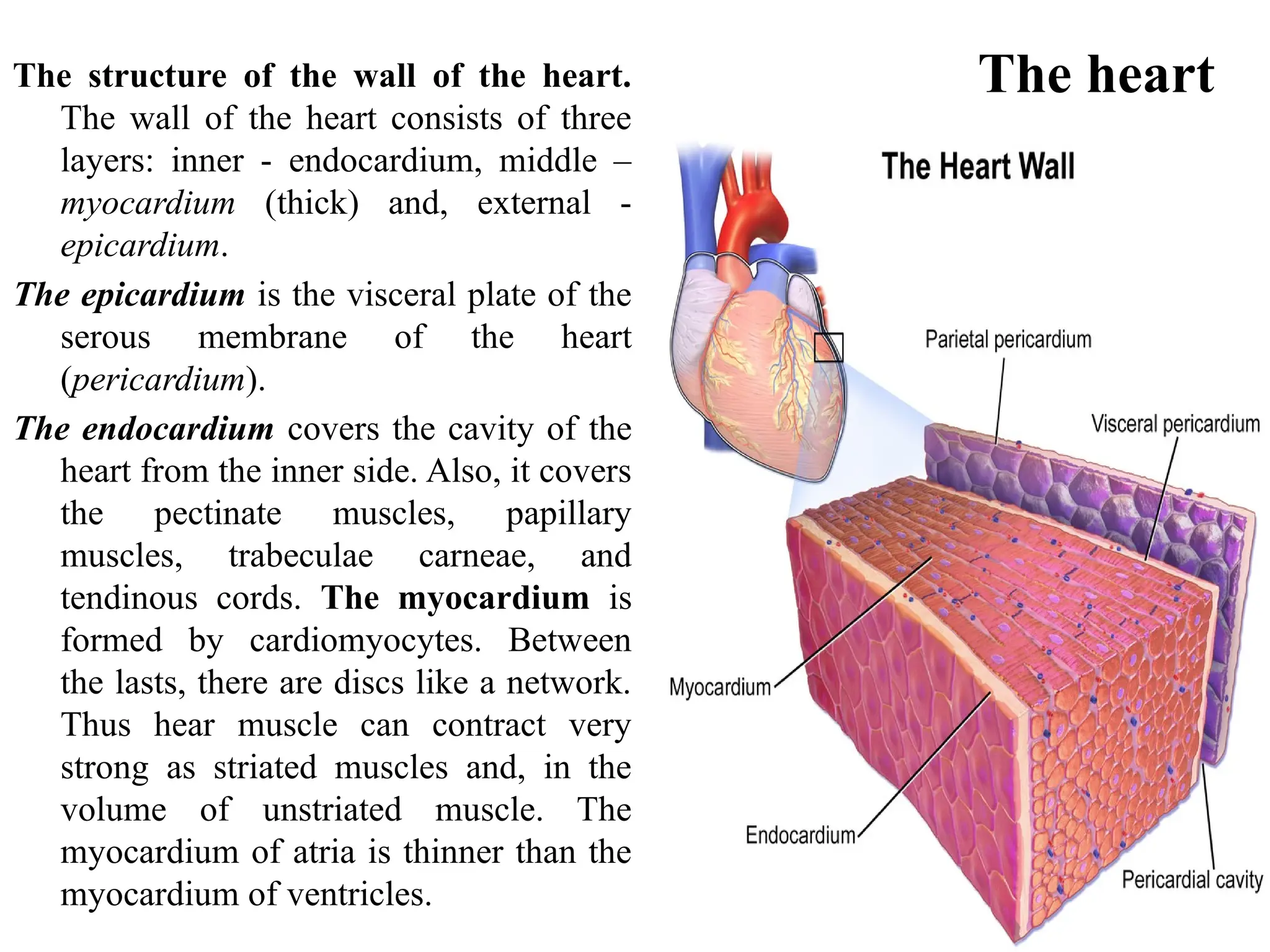Heart and pericardium. Vascularization and innervation of heart ...