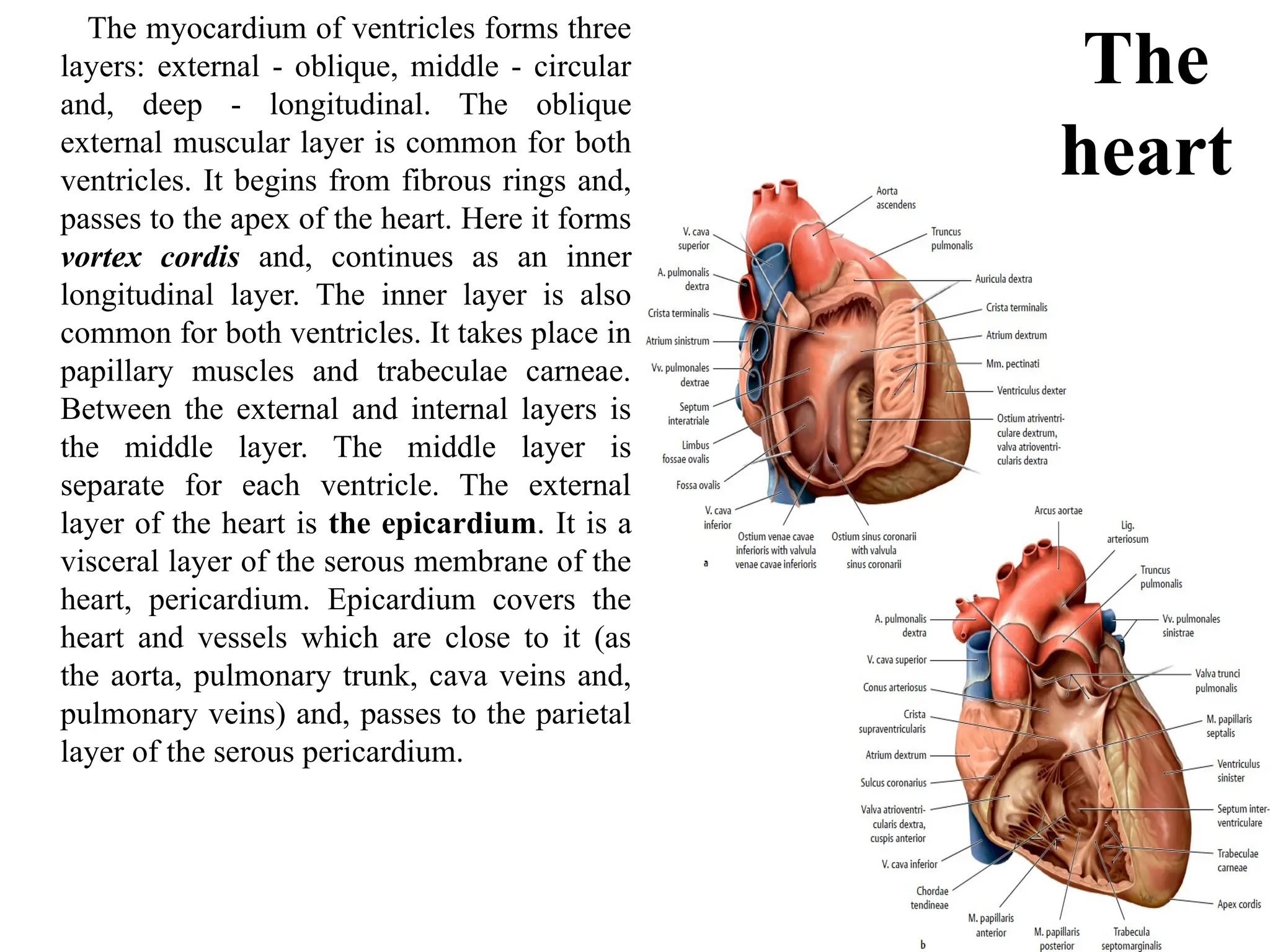 Heart and pericardium. Vascularization and innervation of heart ...