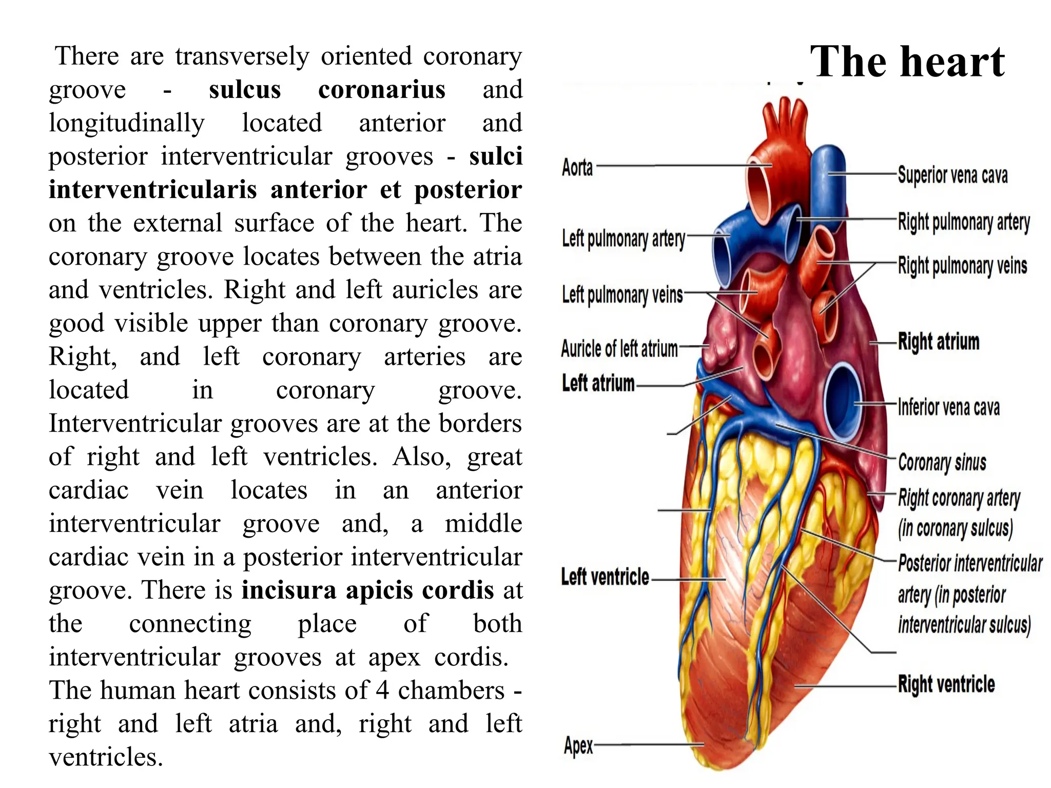 Heart and pericardium. Vascularization and innervation of heart ...