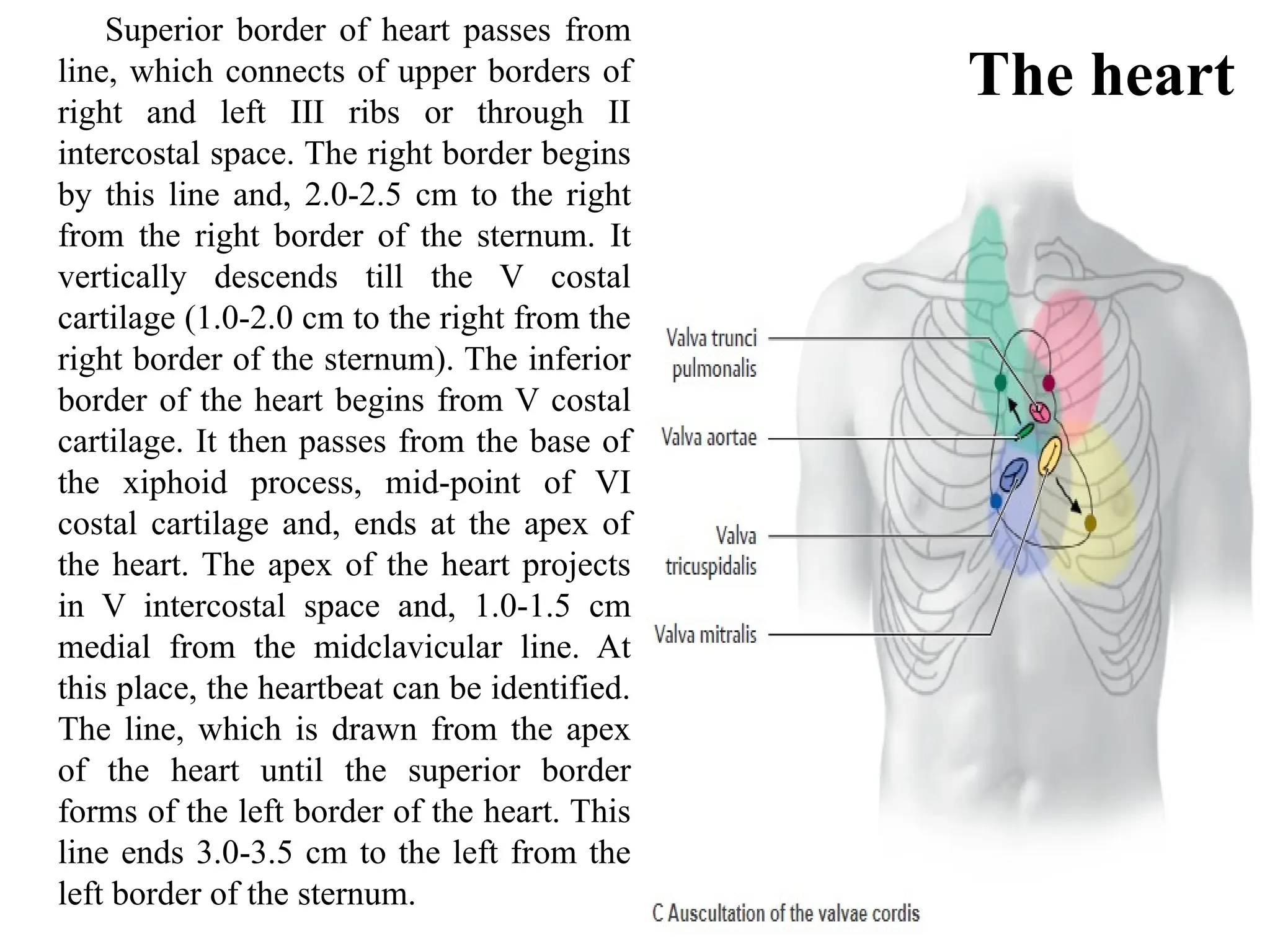 Heart and pericardium. Vascularization and innervation of heart ...