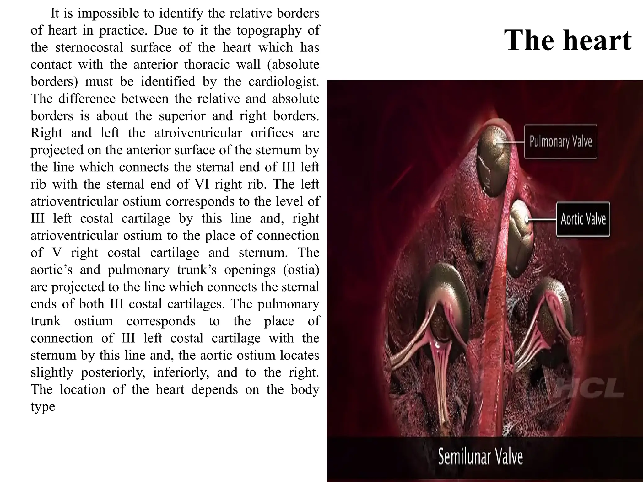Heart and pericardium. Vascularization and innervation of heart ...
