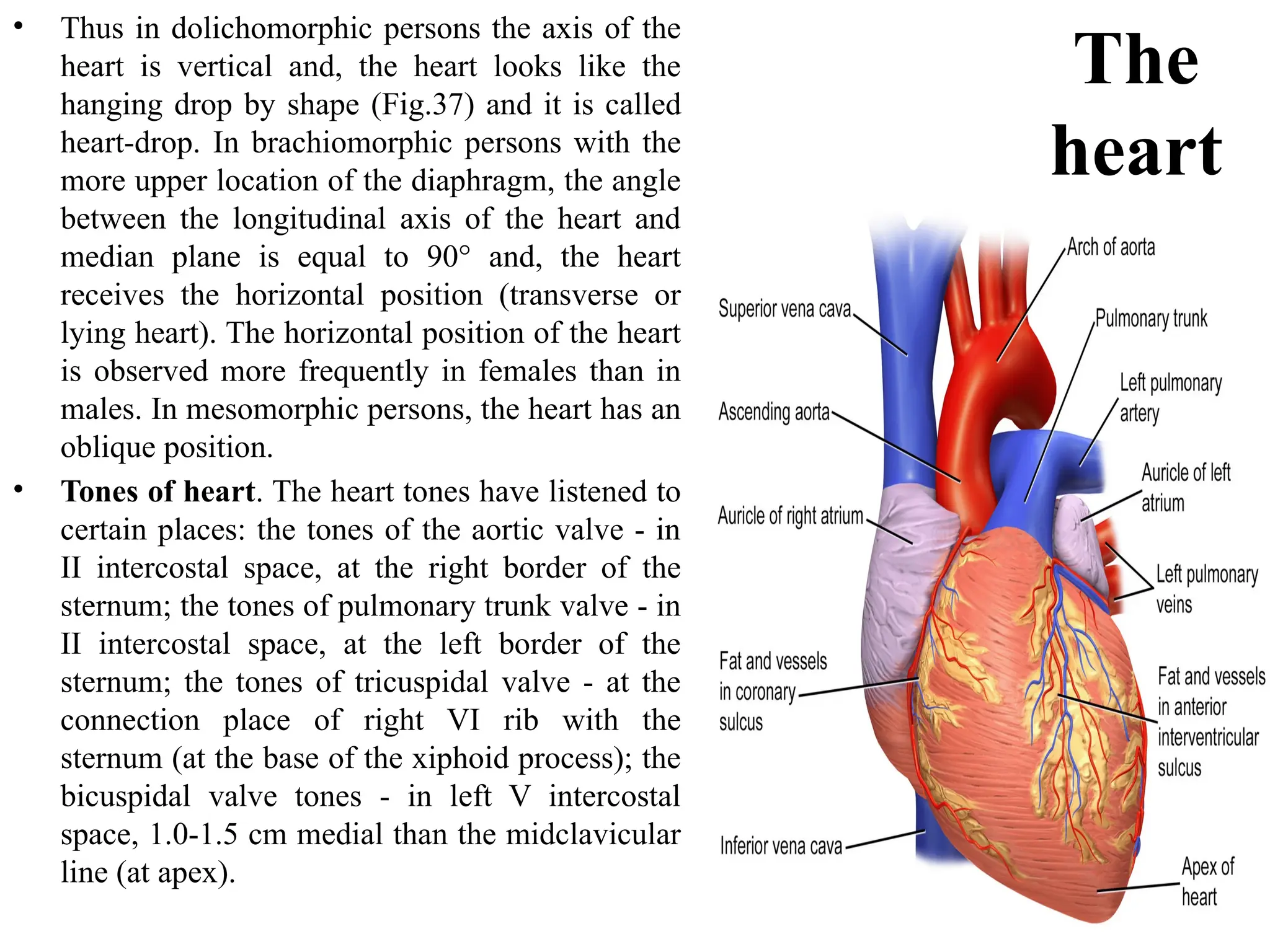 Heart and pericardium. Vascularization and innervation of heart ...
